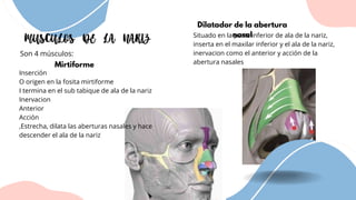musculos de la mimica facial Damaris Lima.pptx
