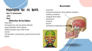 musculos de la mimica facial Damaris Lima.pptx