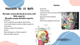 musculos de la mimica facial Damaris Lima.pptx