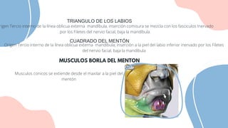 musculos de la mimica facial Damaris Lima.pptx