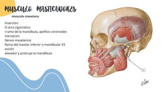 musculos de la mimica facial Damaris Lima.pptx