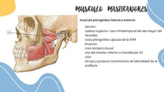 musculos de la mimica facial Damaris Lima.pptx