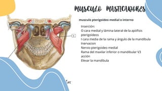 musculos de la mimica facial Damaris Lima.pptx