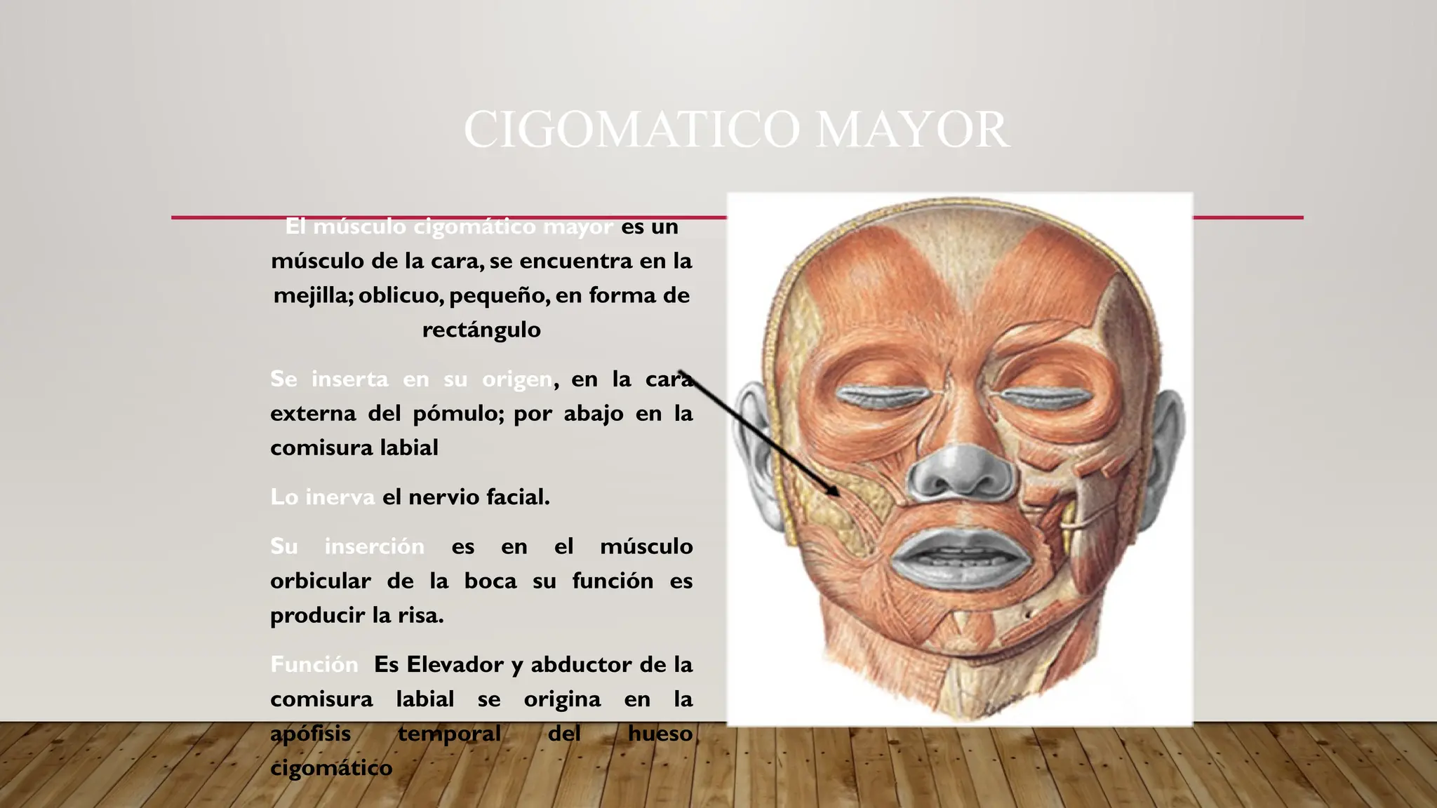 MUSCULOS DE LA MIMICA FACIAL O DE LA CARA | PPTX