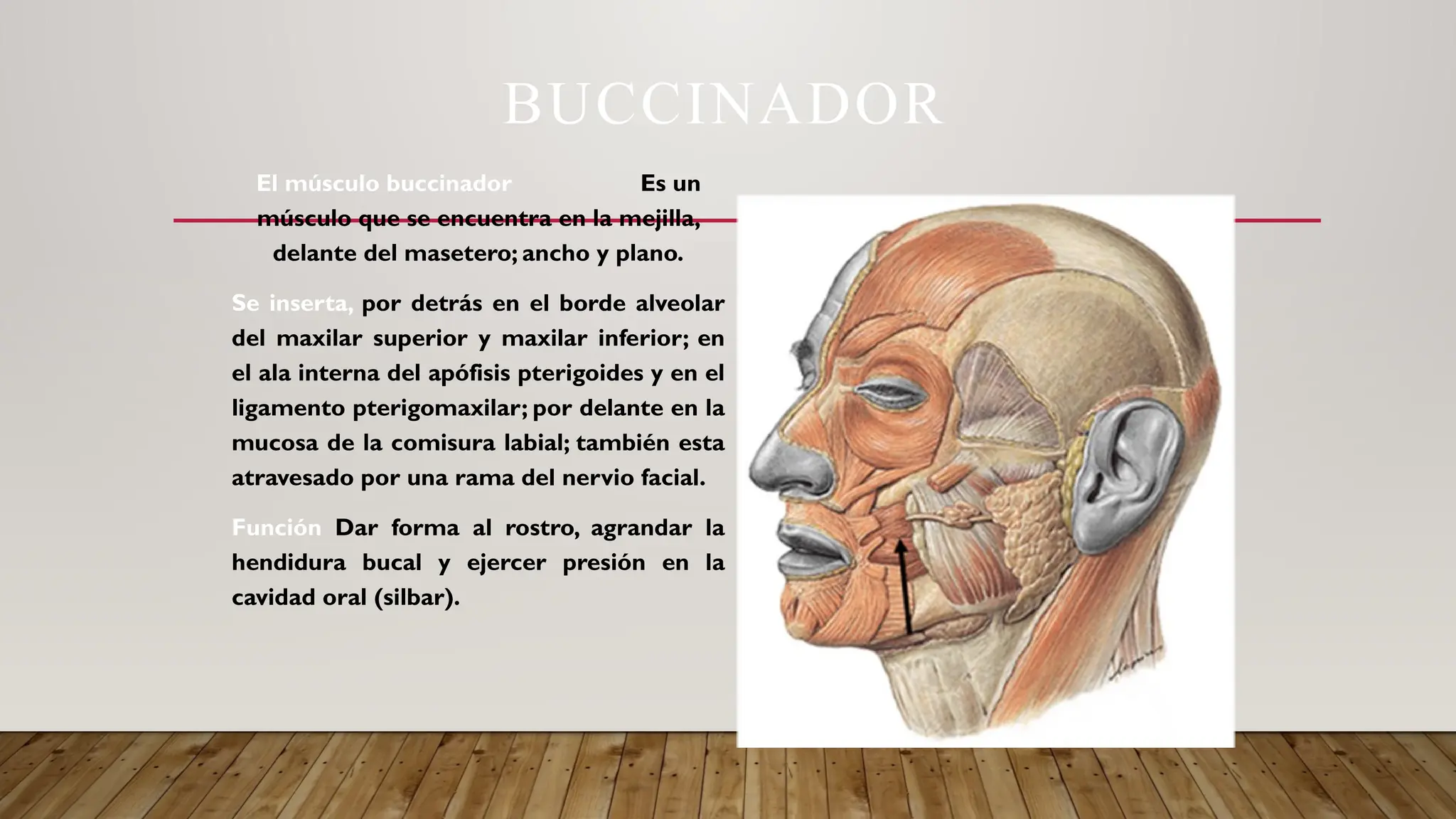 MUSCULOS DE LA MIMICA FACIAL O DE LA CARA | PPTX