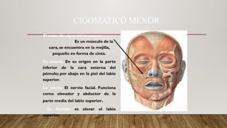 MUSCULOS DE LA MIMICA FACIAL O DE LA CARA | PPTX