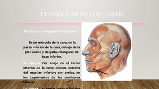 MUSCULOS DE LA MIMICA FACIAL O DE LA CARA | PPTX