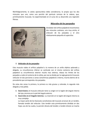 Músculos de la Cabeza (Cráneo & &Cara) | DOCX