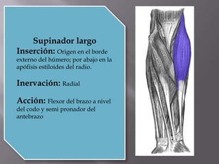 Musculos del ante brazo | PPTX
