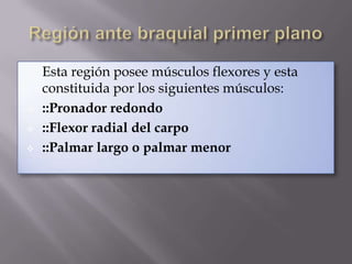 Musculos del ante brazo | PPTX