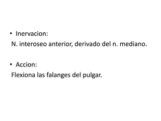 Musculos del antebrazo | PPTX