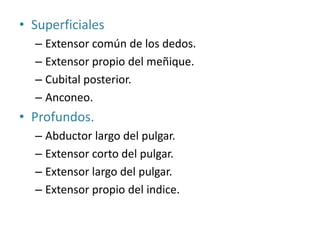 Musculos del antebrazo | PPTX