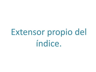 Musculos del antebrazo | PPTX