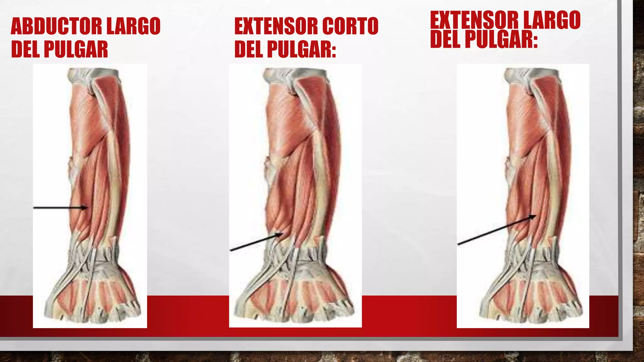 Músculos del antebrazo anatomía | PPTX