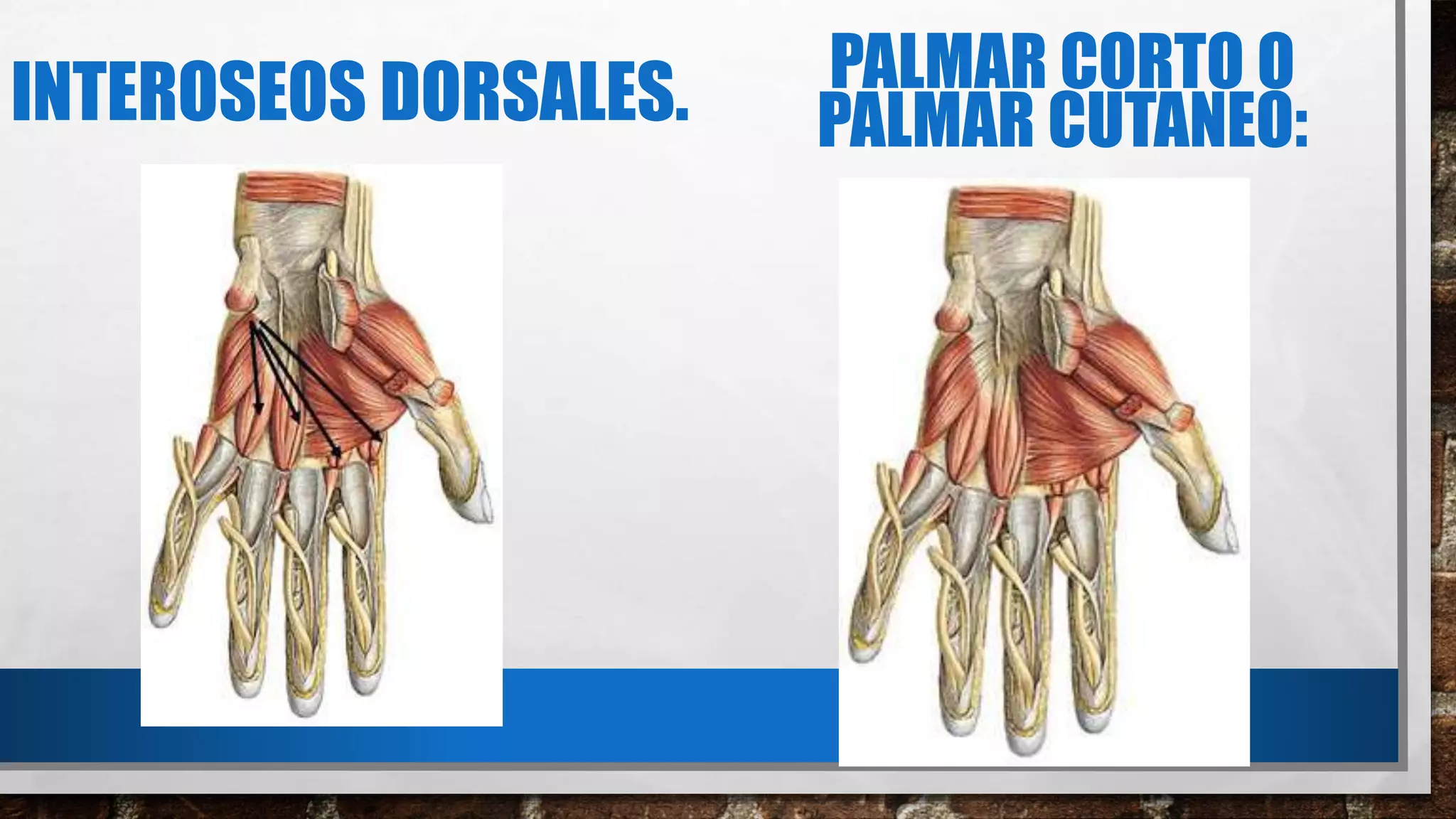 Músculos del antebrazo anatomía | PPTX