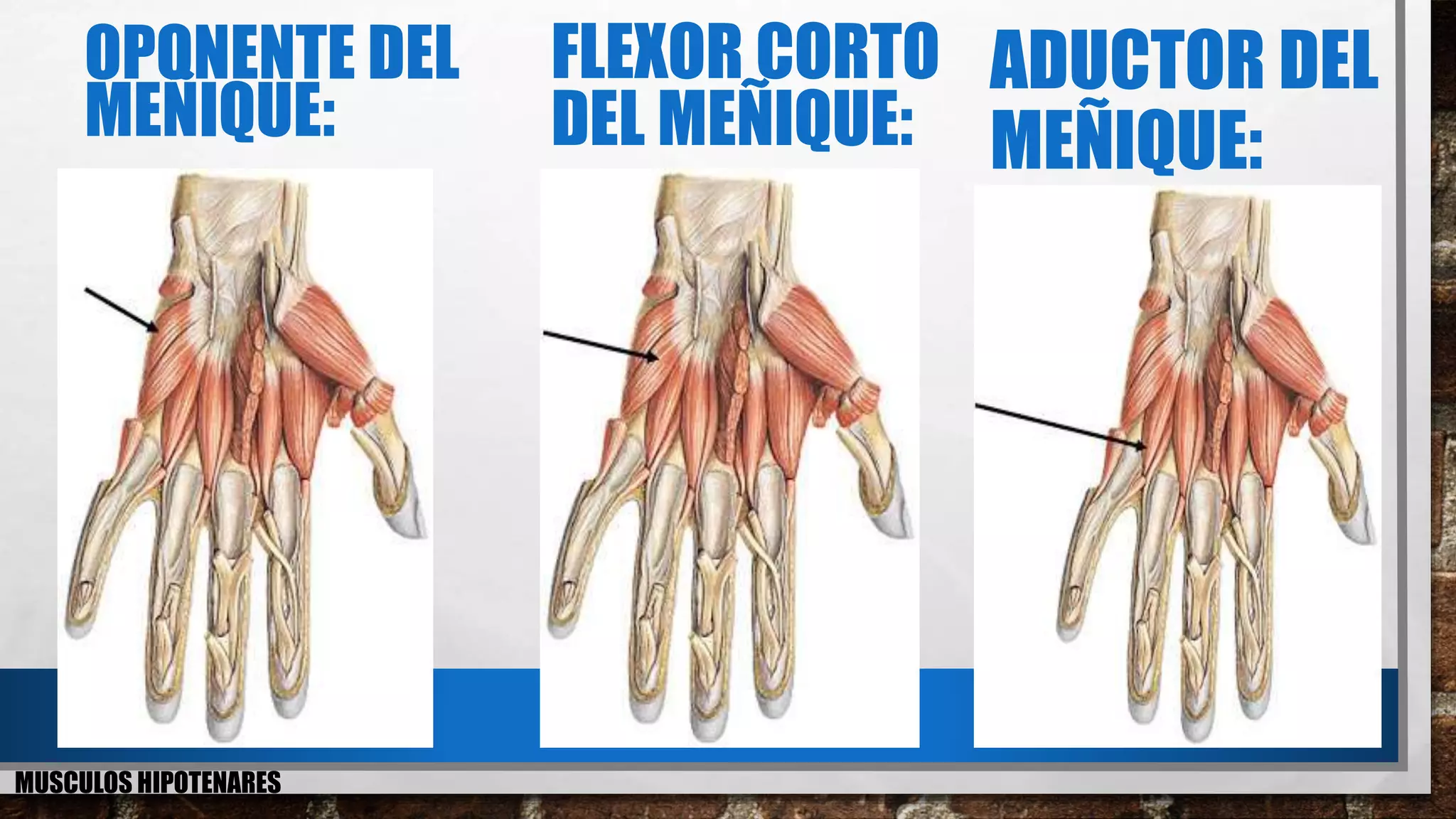 Músculos del antebrazo anatomía | PPTX