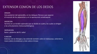 Musculos del antebrazo | PPTX