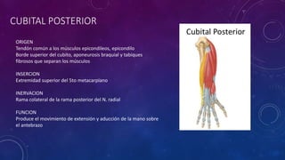 Musculos del antebrazo | PPTX