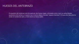 Musculos del antebrazo | PPTX