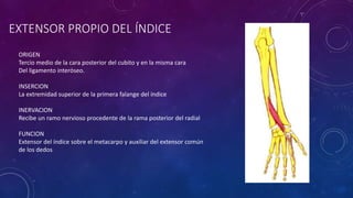 Musculos del antebrazo | PPTX