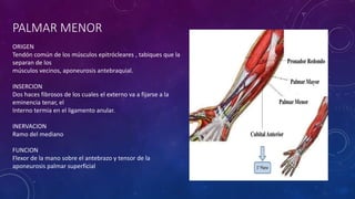 Musculos del antebrazo | PPTX