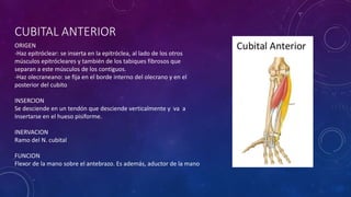 Musculos del antebrazo | PPTX
