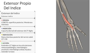 Musculos Del Antebrazof.pptx clase de musculos de antebra,o | PPTX