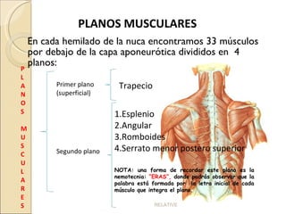 músculos de la region posterior del cuello | PPT