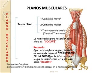 músculos de la region posterior del cuello | PPT