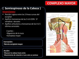 Musculos de la nuca | PPTX