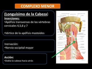 Musculos de la nuca | PPTX