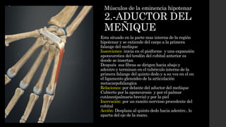 MUSCULOS DE LA PALMA Y MANO creada por .pptx