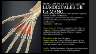 MUSCULOS DE LA PALMA Y MANO creada por .pptx