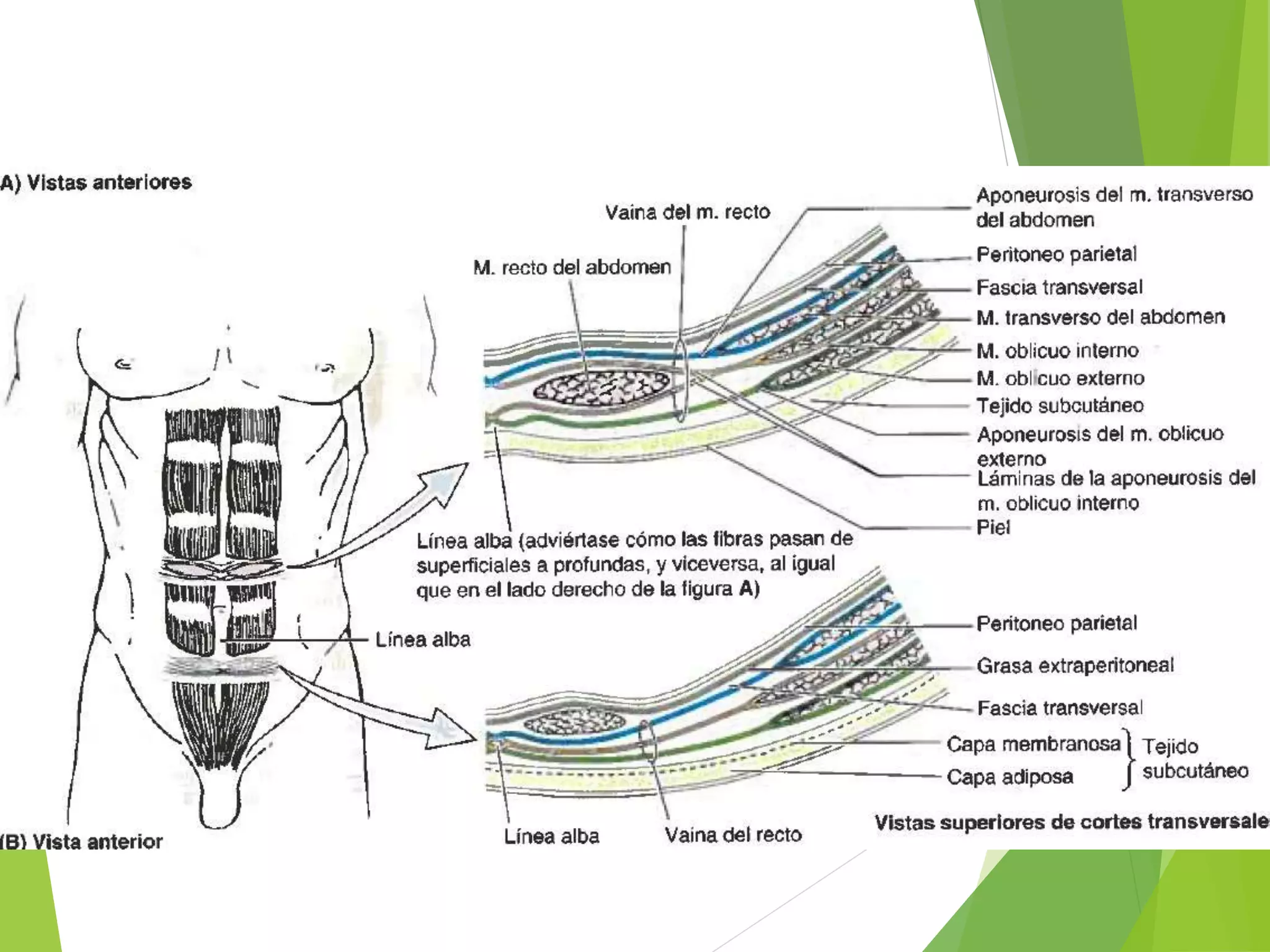 Musculos de la pared anterolateral del abdomen | PPTX