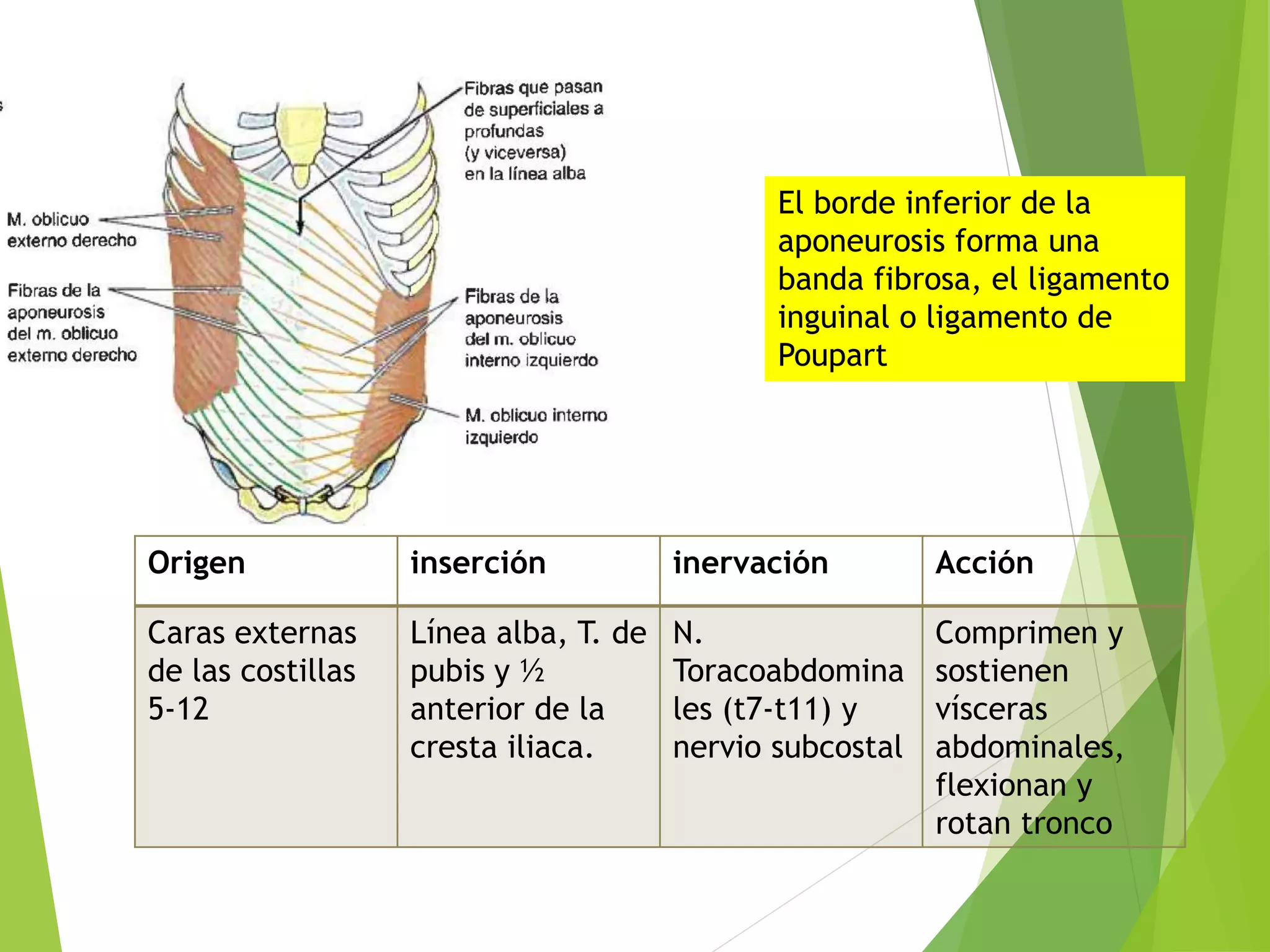 Musculos de la pared anterolateral del abdomen | PPTX