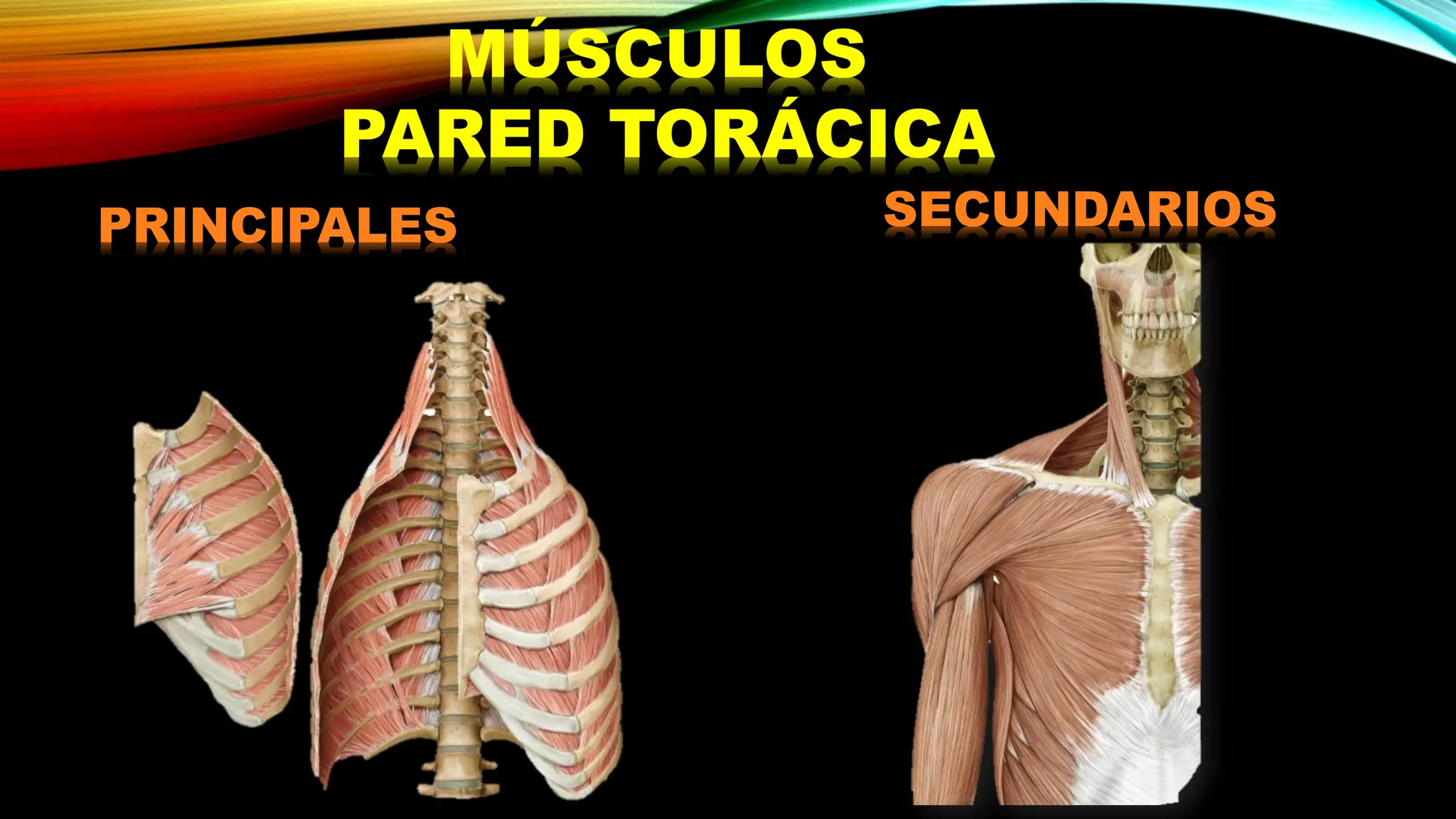 MUSCULOS DE LA PARED TORACICA.pdf aaaaaaa | PDF