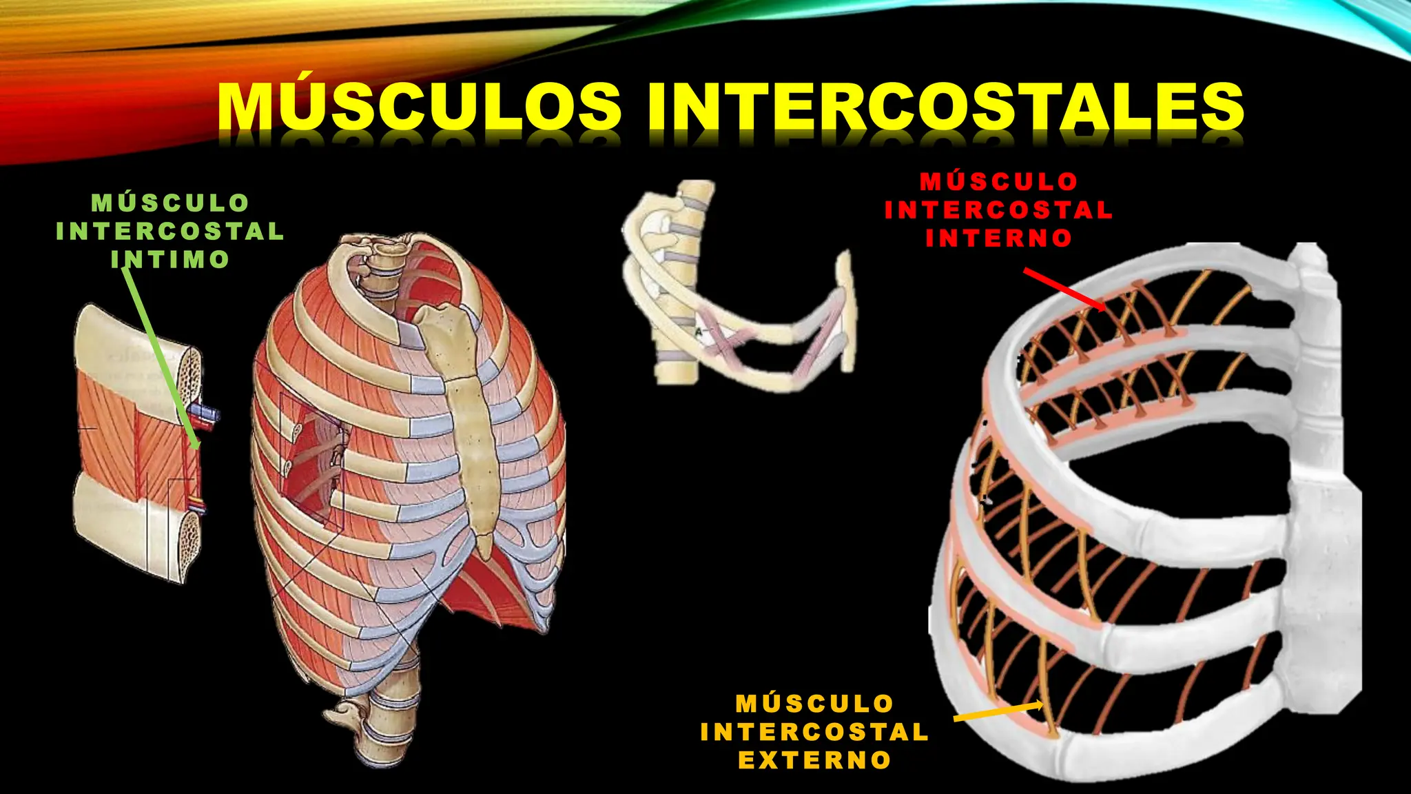 MUSCULOS DE LA PARED TORACICA.pdf aaaaaaa | PDF