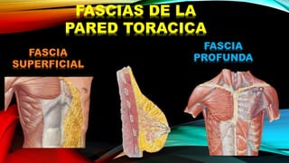 MUSCULOS DE LA PARED TORACICA.pdf aaaaaaa | PDF