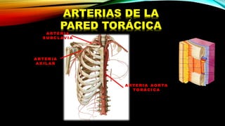 MUSCULOS DE LA PARED TORACICA.pdf aaaaaaa | PDF