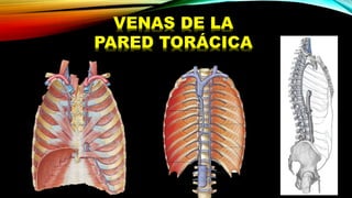 MUSCULOS DE LA PARED TORACICA.pdf aaaaaaa | PDF