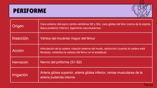 musculos de la pelvis con sus orígenes y inserciones | PDF