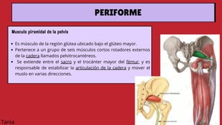 musculos de la pelvis con sus orígenes y inserciones | PDF