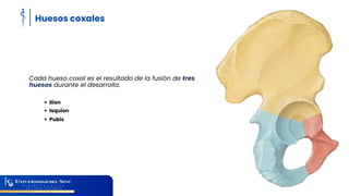 Musculos de la pelvis-anatomia-medicina .pdf