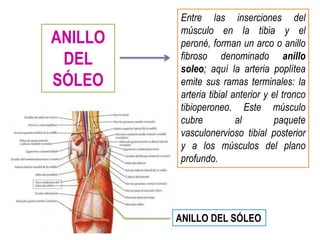 Musculos de la pierna | PPTX