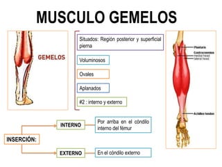 Musculos de la pierna | PPT