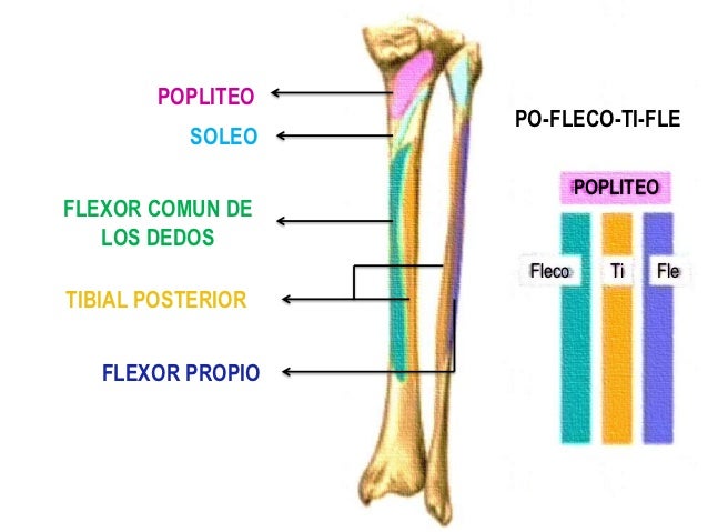 Musculos de la pierna