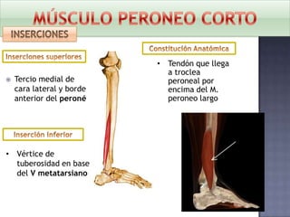 Origen E Inserción Del Peroneo Largo