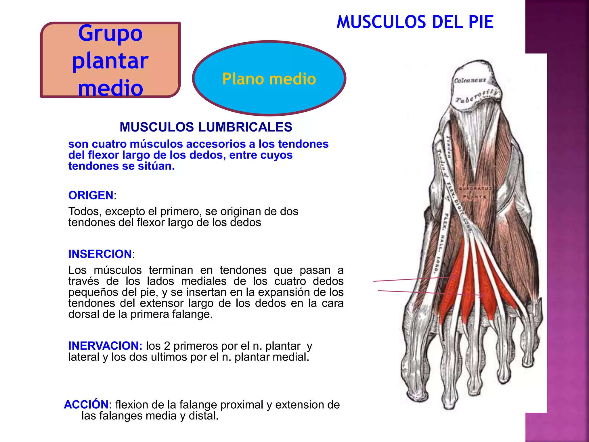 Musculos de la pierna y el pie- para estudiantes de medicina | PPT