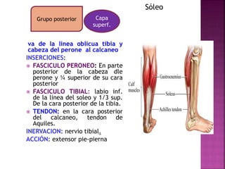 Musculos de la pierna y el pie- para estudiantes de medicina | PPTX