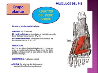 Musculos de la pierna y el pie- para estudiantes de medicina | PPTX